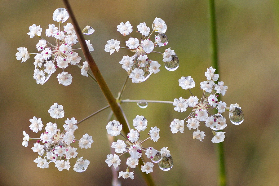 Sortie botanique dans la lande de La Feuillie
