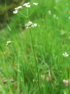 Conopodium majus