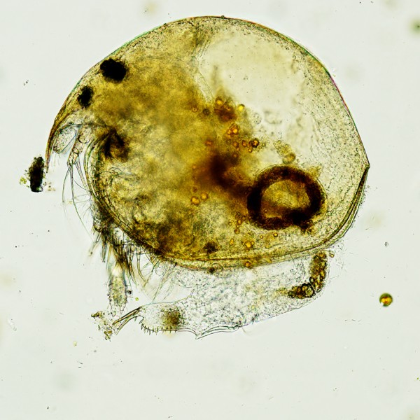 Chydorus sphaericus