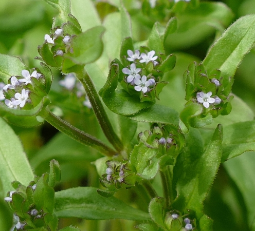 Valerianella locusta