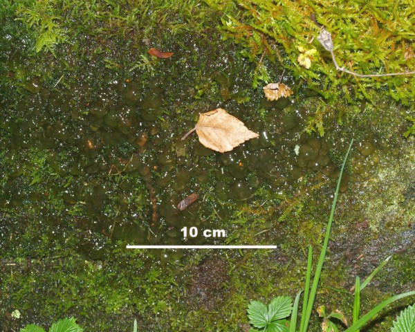 Mesotaenium chlamydosporum