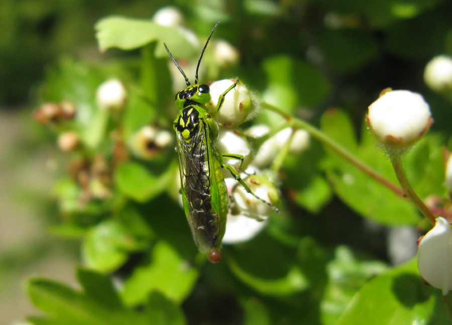Rhogogaster viridis