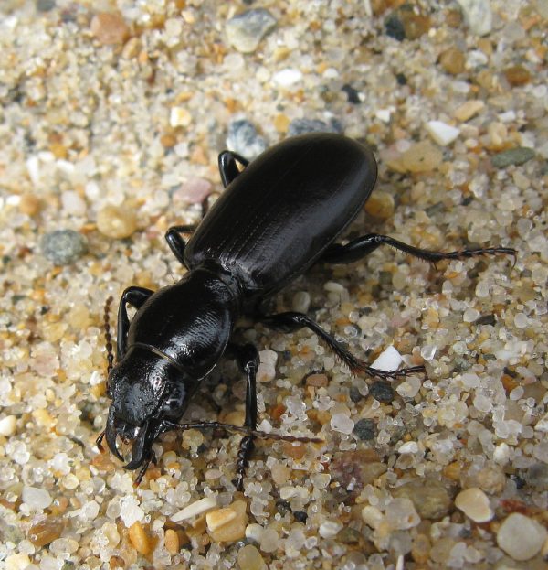 Broscus cephalotes