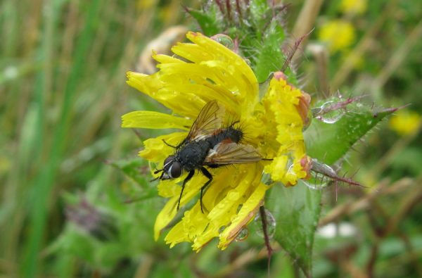 Eriothrix rufomaculatus