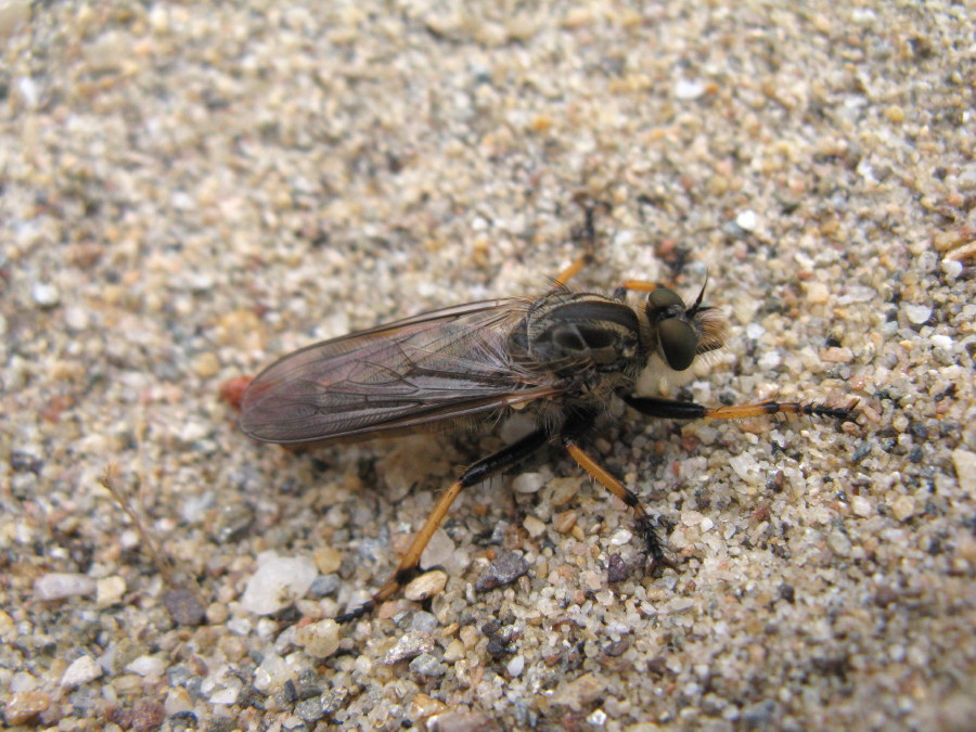 Pamponerus germanicus