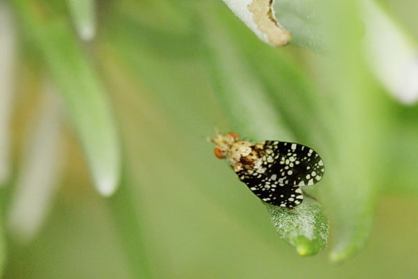 Trypetoptera punctulata
