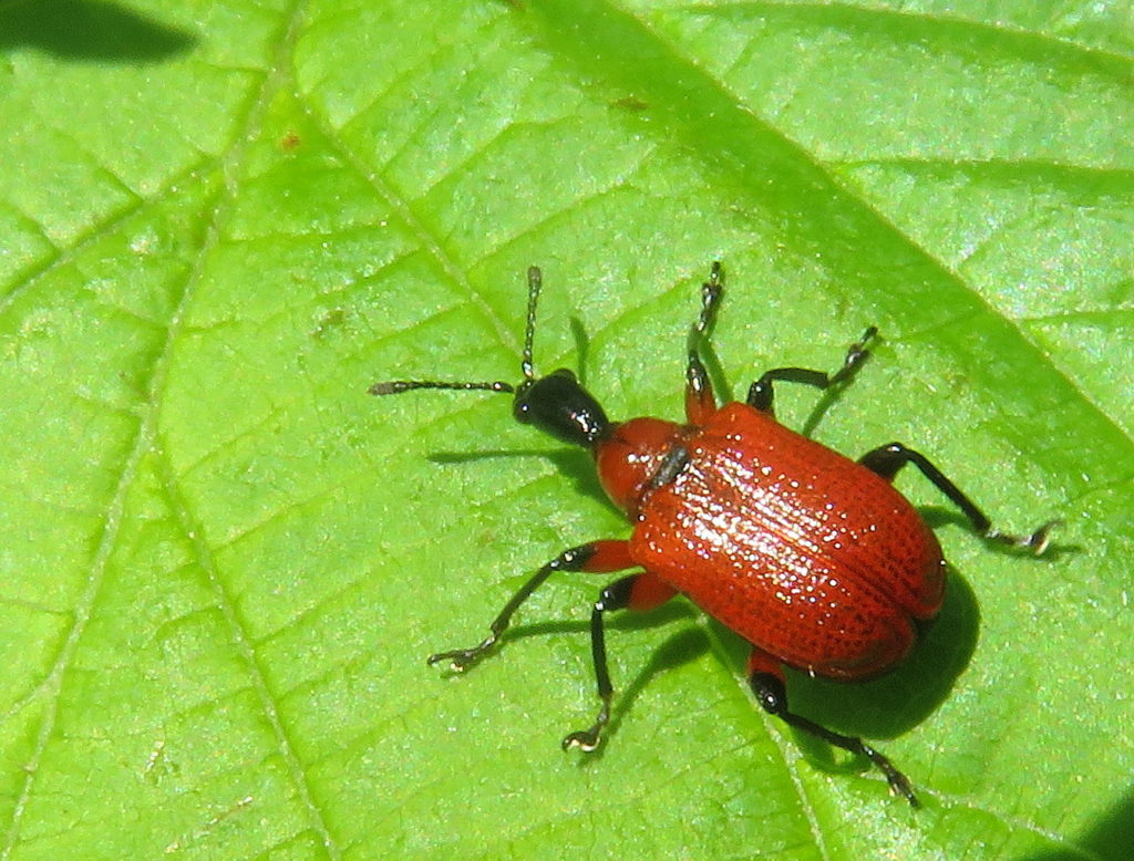 Apoderus coryli