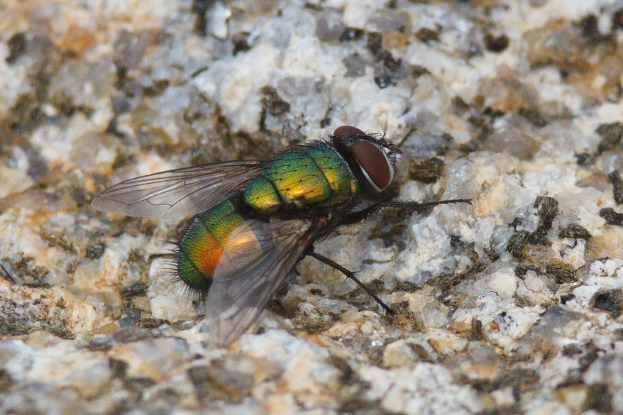 Lucilia sericata