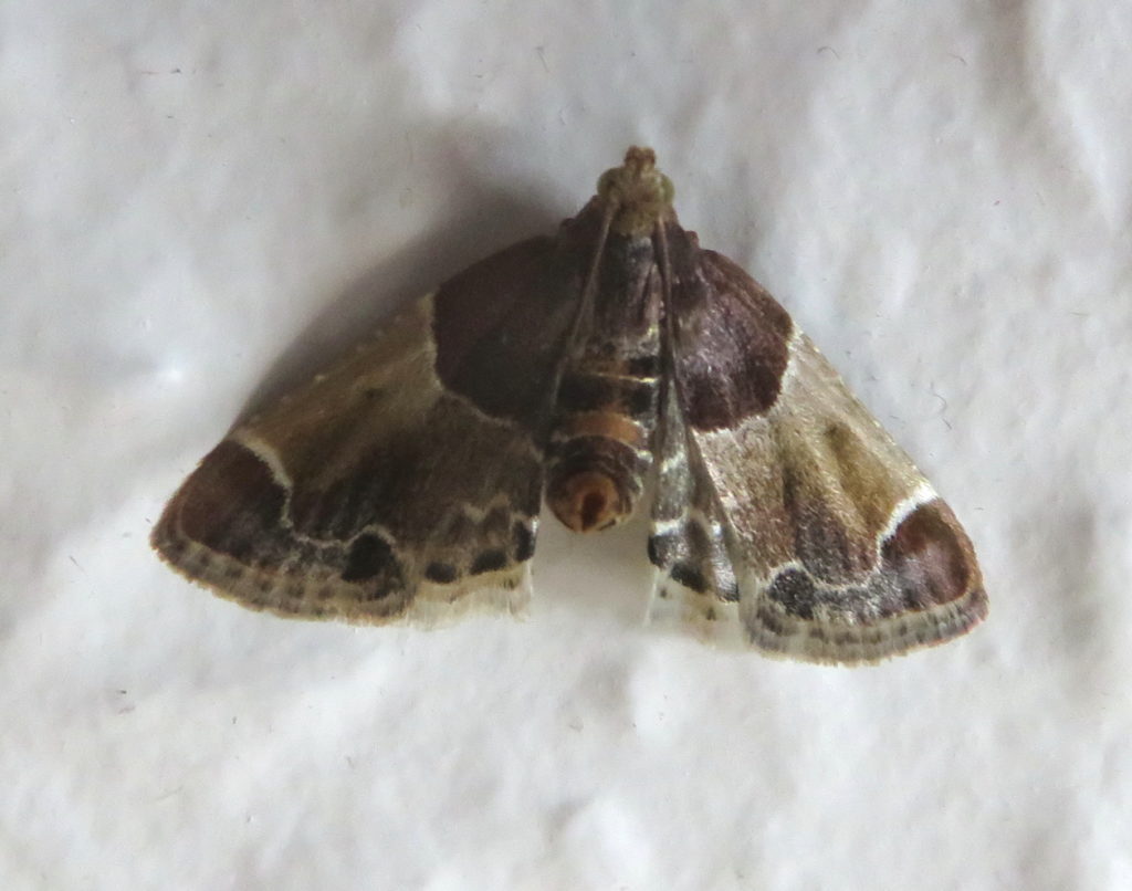 Pyralis farinalis