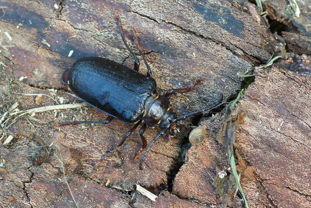 Prionus coriarius