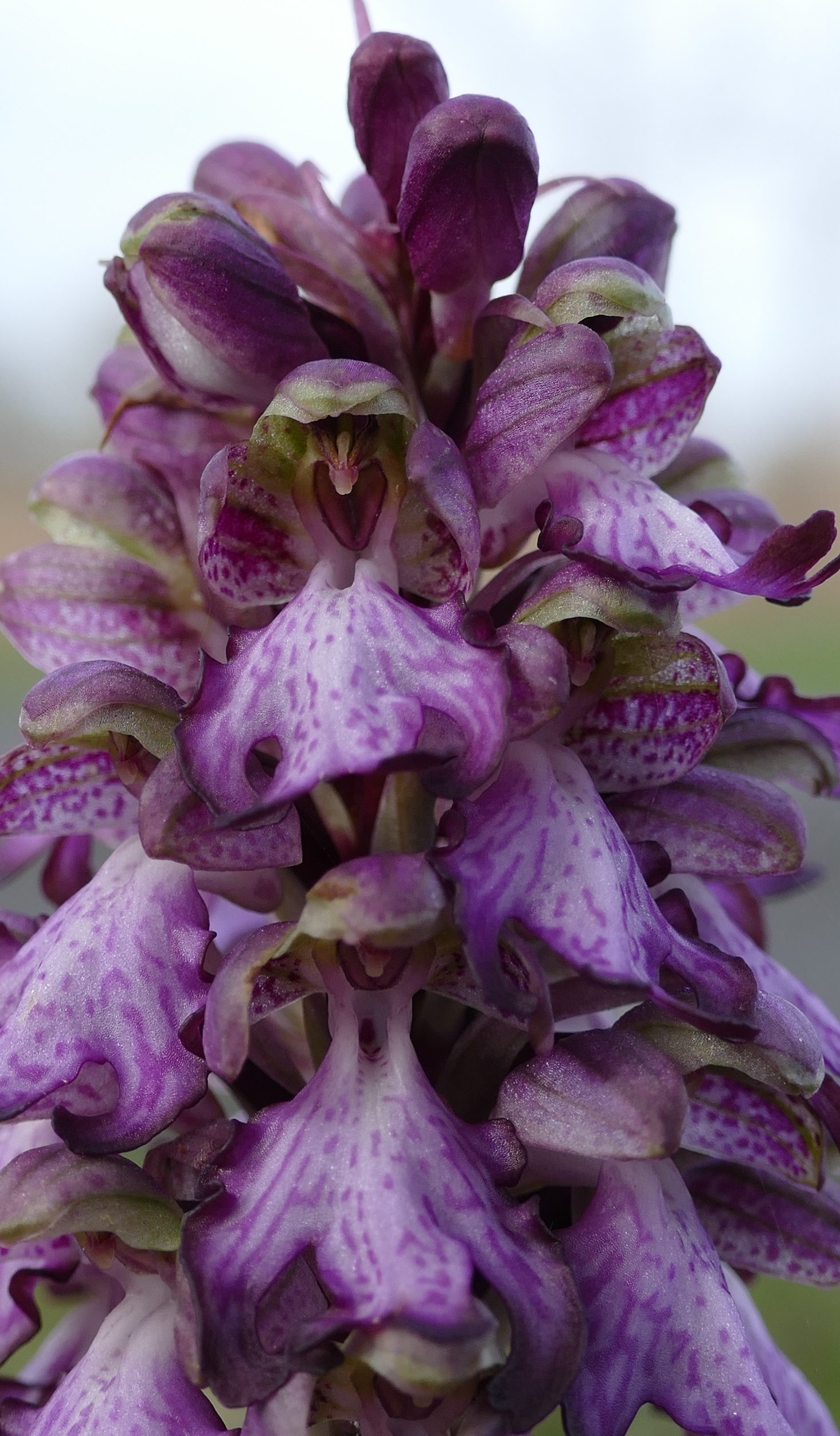 Etude de la Barlia (Orchidacées) dans le département de la Manche